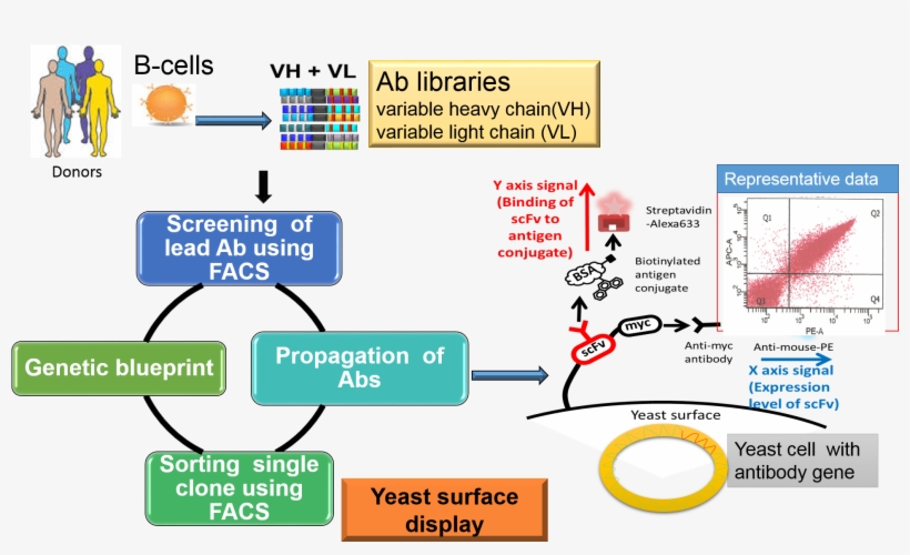 Overview Of Antibody Library Production And Selections - Yeast Display Transparent PNG ...