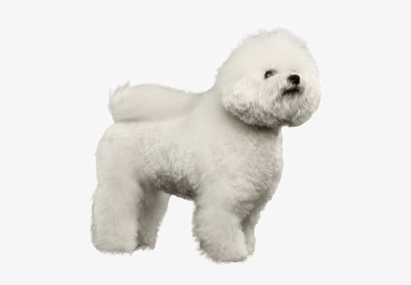 Bichon Frise Png Transparent PNG - 567x489 - Free Download on NicePNG