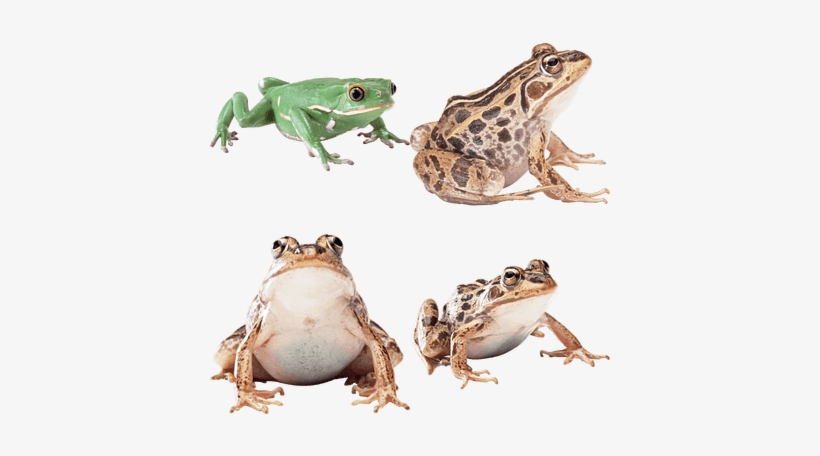 Common Frog Png Transparent PNG - 400x400 - Free Download on NicePNG