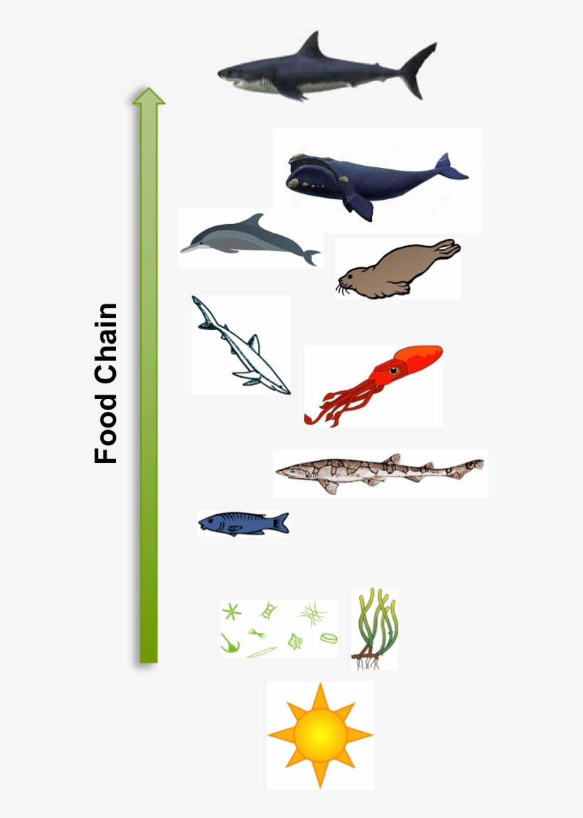 Basic Outline Of The Food Chain Of An Adult White Shark - Simple Shark ...
