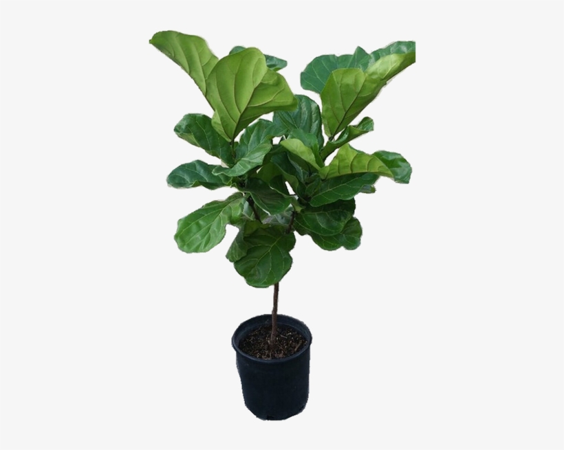 Ficus Lyrata Tree Plant In 12" Pot - Ficus Lyrata Png Transparent PNG ...
