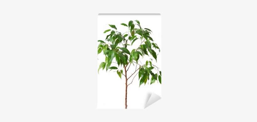 Tree Transparent PNG - 400x400 - Free Download on NicePNG