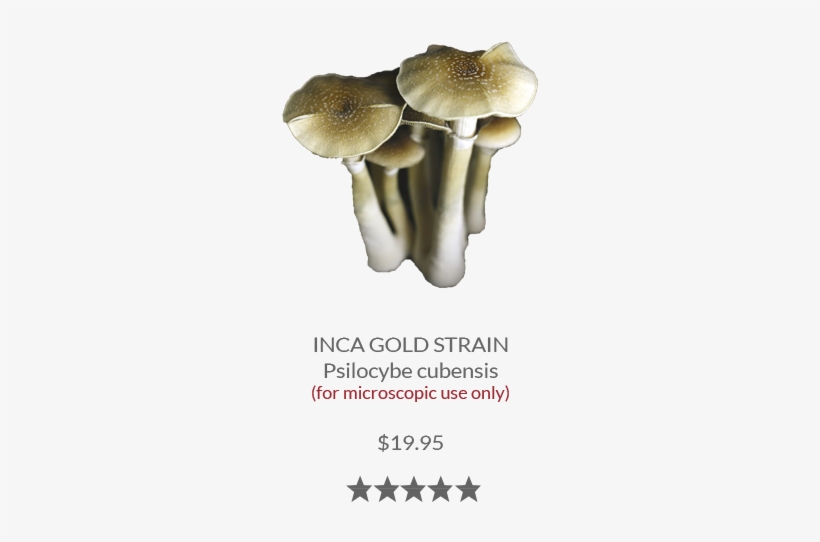 Mushroom Spores - Magic Mushrooms Transparent PNG - 320x510 - Free ...