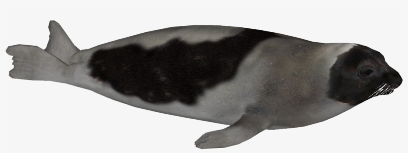 Harp Seal - Ribbon Seal Transparent PNG - 1059x1059 - Free Download on ...