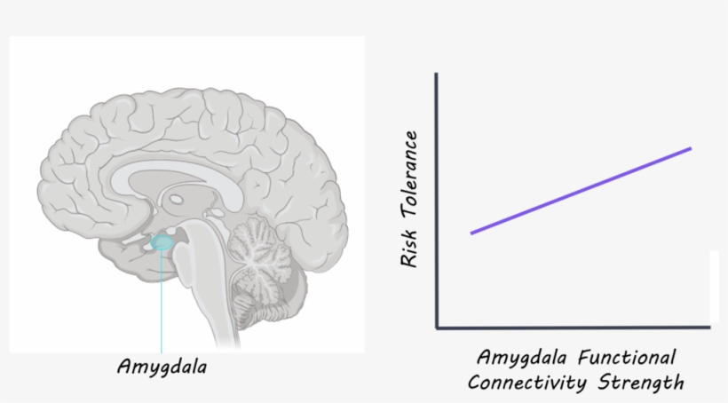 Amygdala - Portable Network Graphics Transparent PNG - 1000x526 - Free ...
