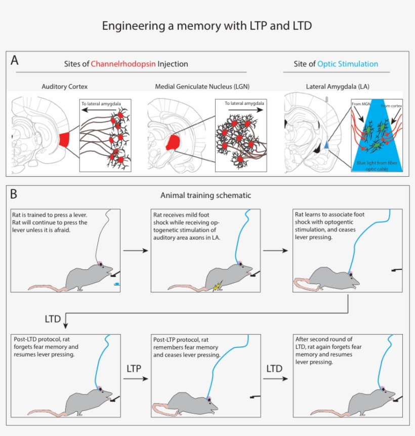 Using Light To Create And Erase Memories - Engram 2 Transparent PNG ...