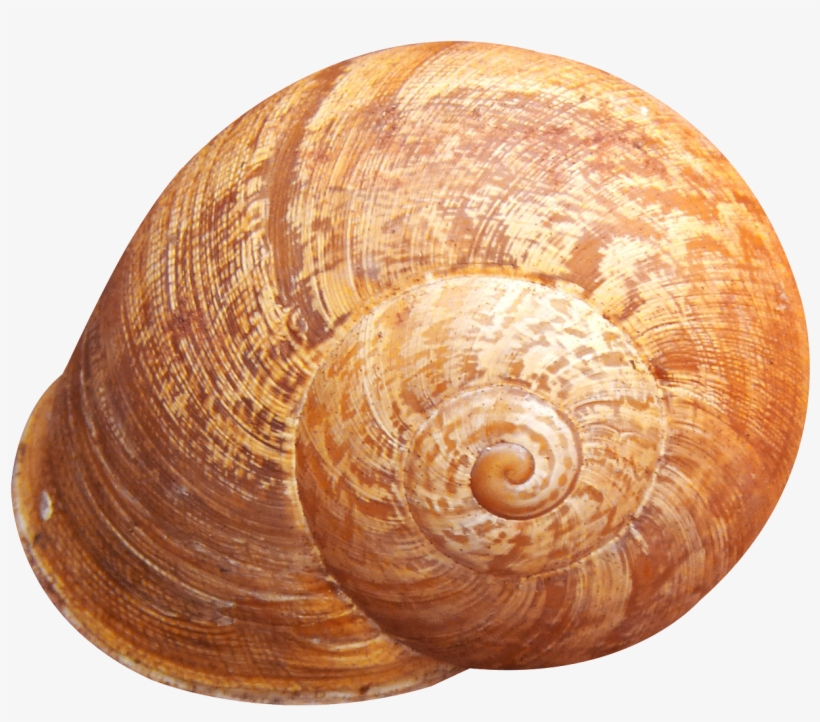 Shell Png Hd - Shell Png Transparent PNG - 1400x1152 - Free Download on ...