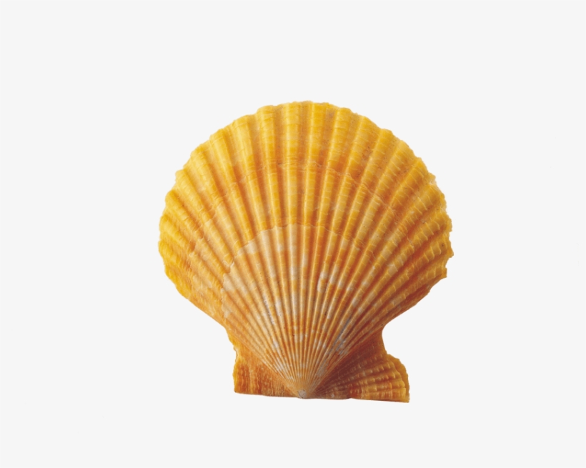Download Seashell Clip Art Transprent Png Free Download - Shell Png ...