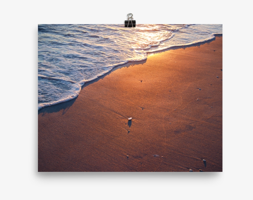 Image Of Seashells 2 - Singing Sand Transparent PNG - 1000x1000 - Free ...