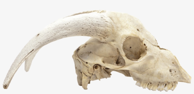 Cabinet Of Curiosities - Dead Animal Skulls Transparent PNG - 971x477 ...
