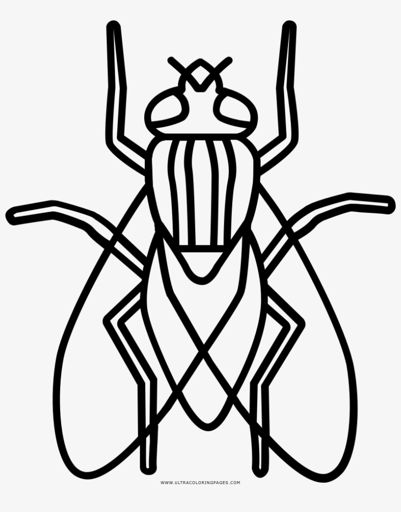 Desenhos De Mosca Para Colorir E Pintar