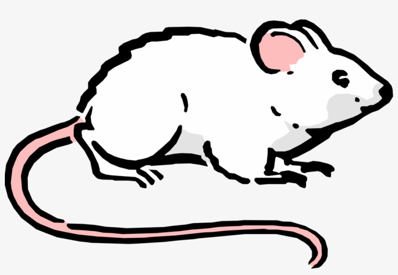White Mouse Png