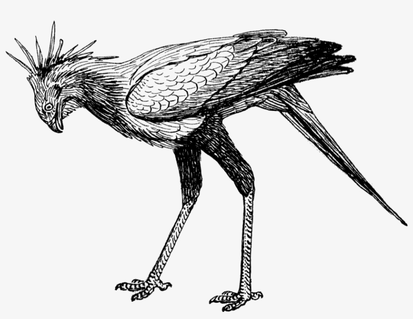 Bird - Secretary Bird Line Art Transparent PNG - 900x652 - Free ...