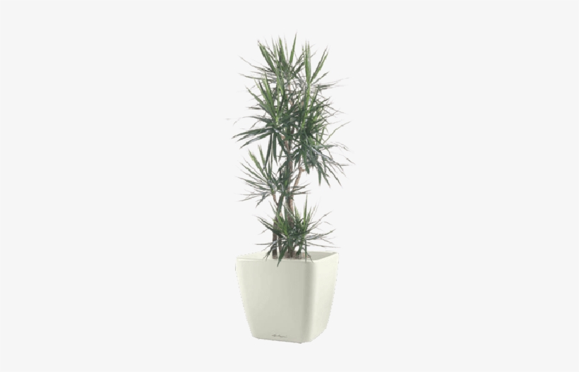 Dragon Tree - Dracaena Cincta Transparent PNG - 500x500 - Free Download ...