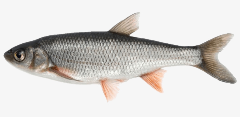 Free Png Fish Png Images Transparent - Fish Png Transparent PNG ...