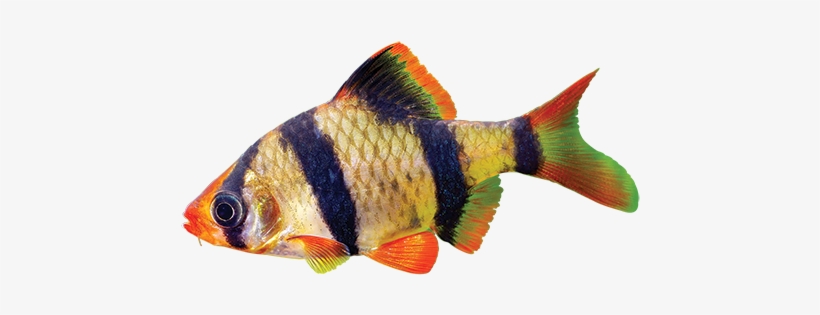 Tiger Barb Png Transparent PNG - 600x400 - Free Download on NicePNG