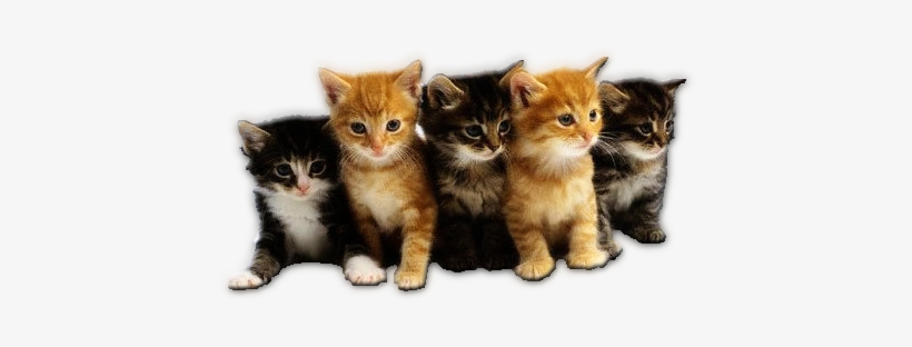 Go To Image - Group Of Cute Cats Transparent PNG - 482x327 - Free ...