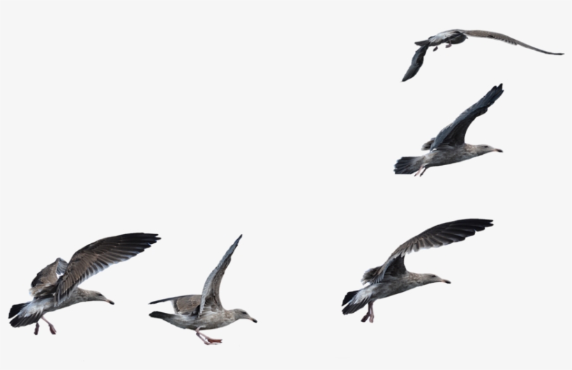 Seagulls Flying Transparent Transparent PNG - 1108x720 - Free Download ...