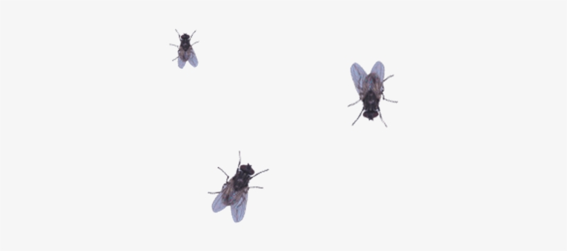 Download Png - House Fly On Screen - HD Transparent PNG - NicePNG.com
