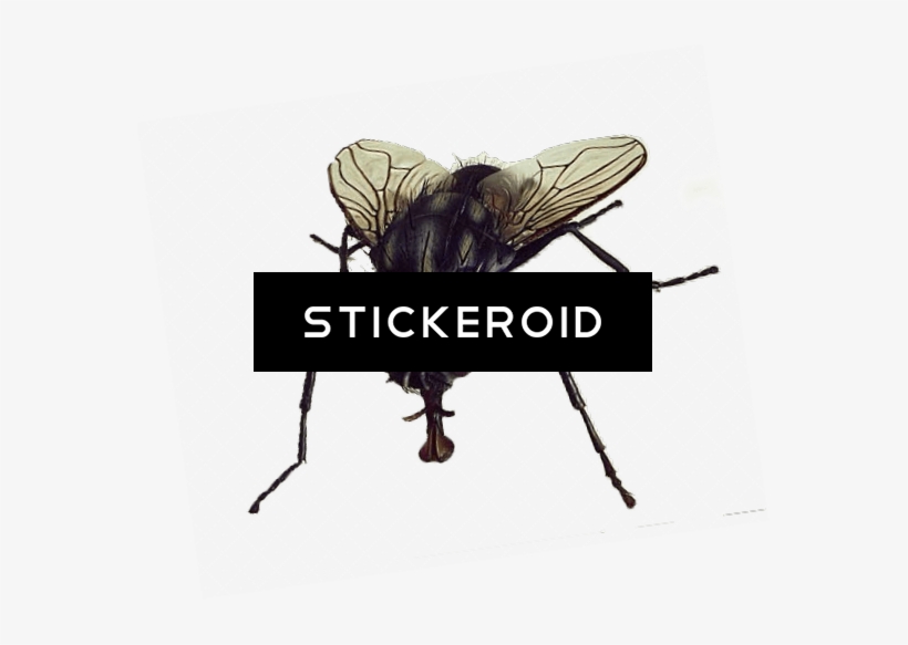 Fly Close Up - House Fly Transparent PNG - 571x503 - Free Download on ...