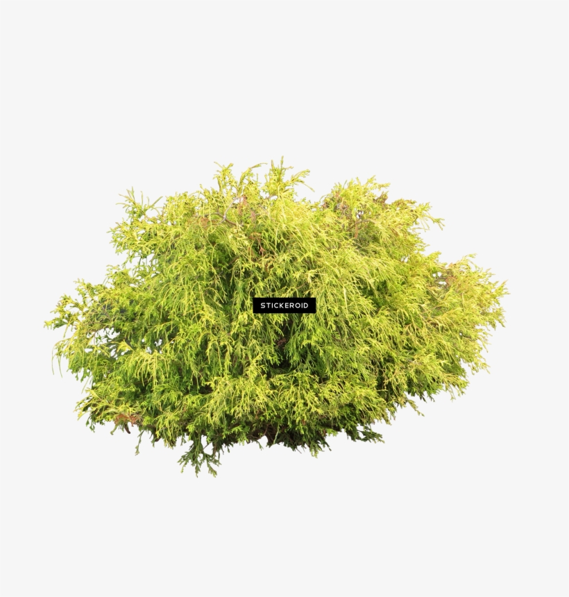 Shrubs Bush - Wild Shrub White Background Transparent PNG - 3167x3168 ...