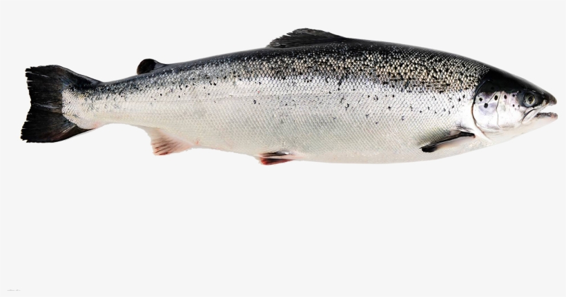 Salmon Png Transparent PNG - 3000x2000 - Free Download on NicePNG
