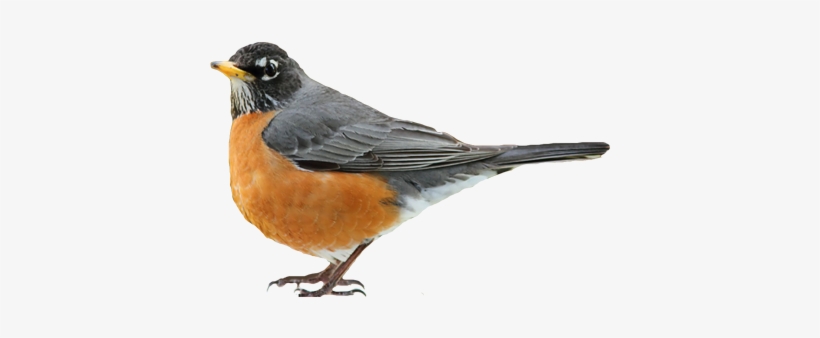 Bird Robin Png - American Robin Png Transparent PNG - 400x400 - Free ...
