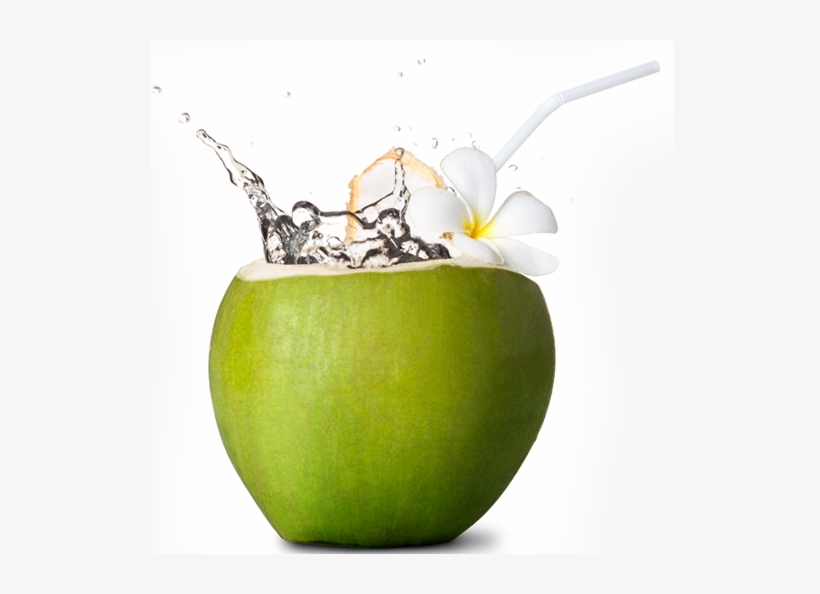 Coco Em Png - Green Coconut Coconut Png Transparent PNG - 529x514 ...