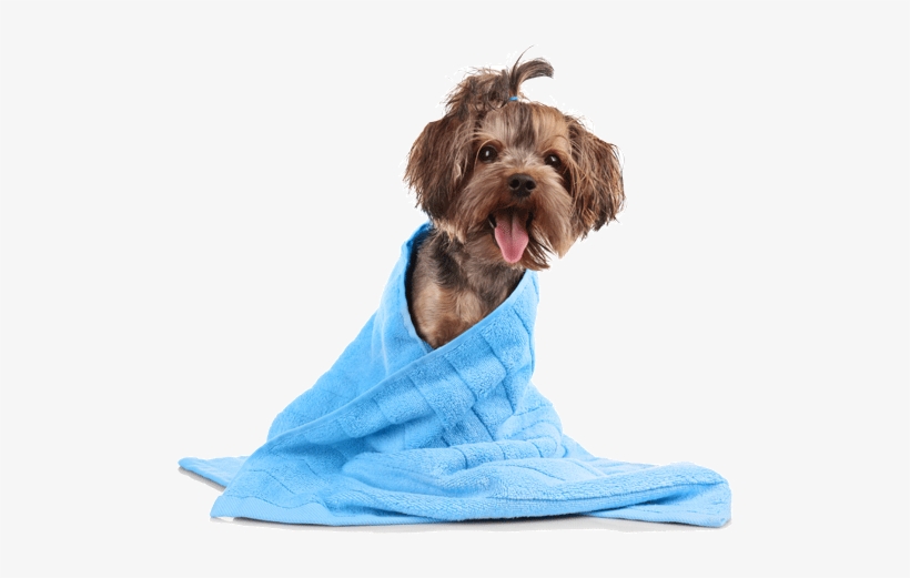 Dog Grooming - Trimsalon Lingemeer. Transparent PNG - 500x441 - Free ...