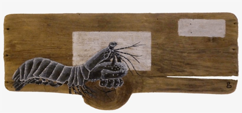 Mantis Shrimp Transparent PNG - 1000x434 - Free Download on NicePNG