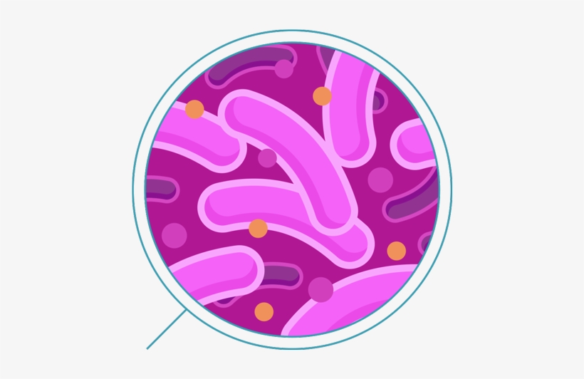 Bacteria PNG & Download Transparent Bacteria PNG Images for Free - NicePNG