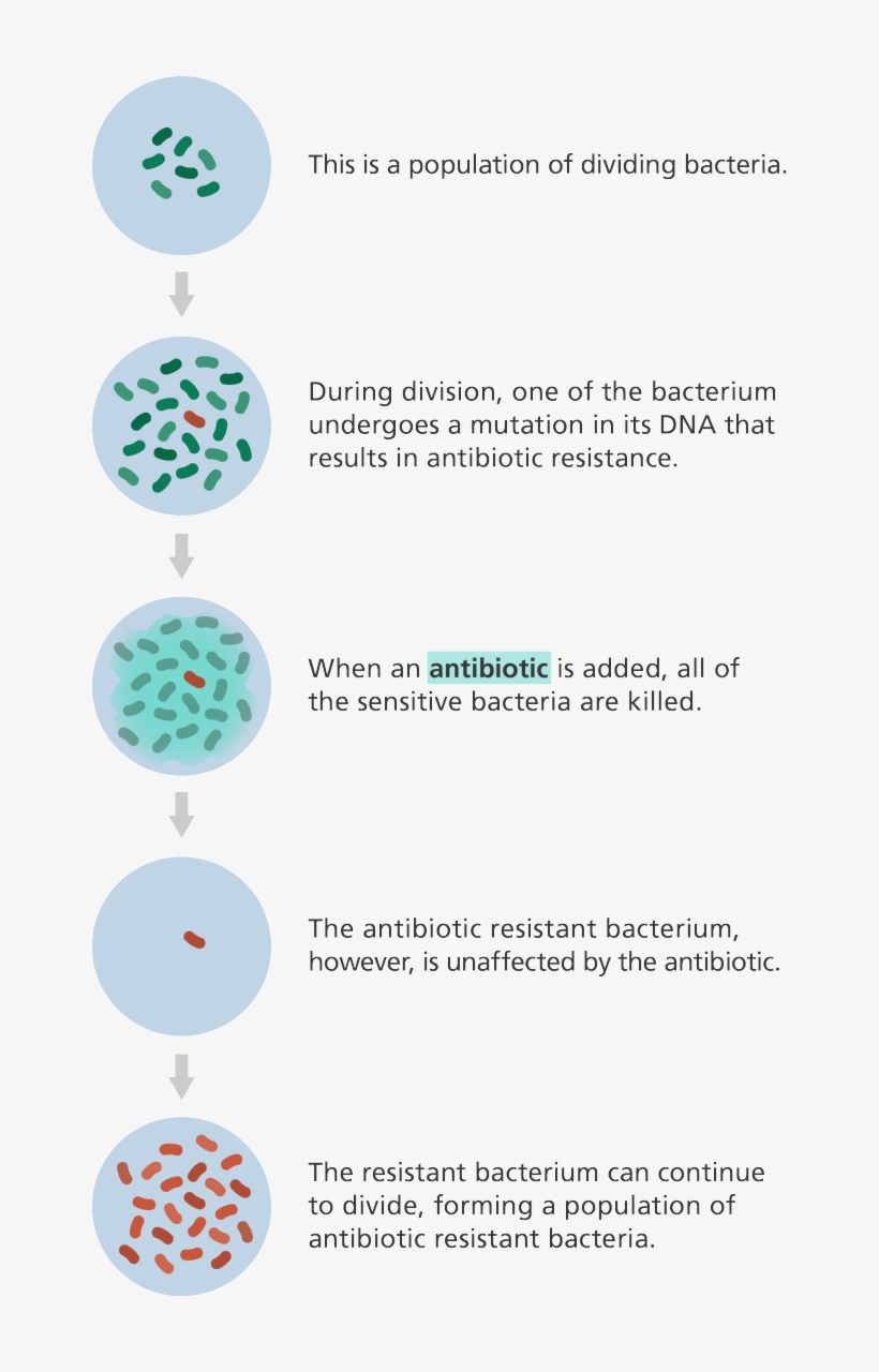 Illustration Showing How A Population Of Bacteria Can - Circle ...