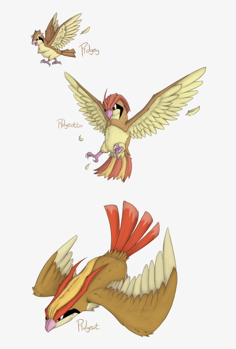 Pokemon Pidgeotto Evolution