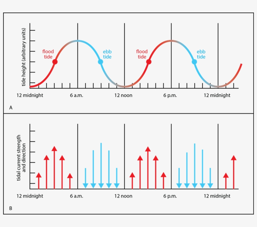 Tide Height - Diagram Transparent PNG - 800x645 - Free Download on NicePNG