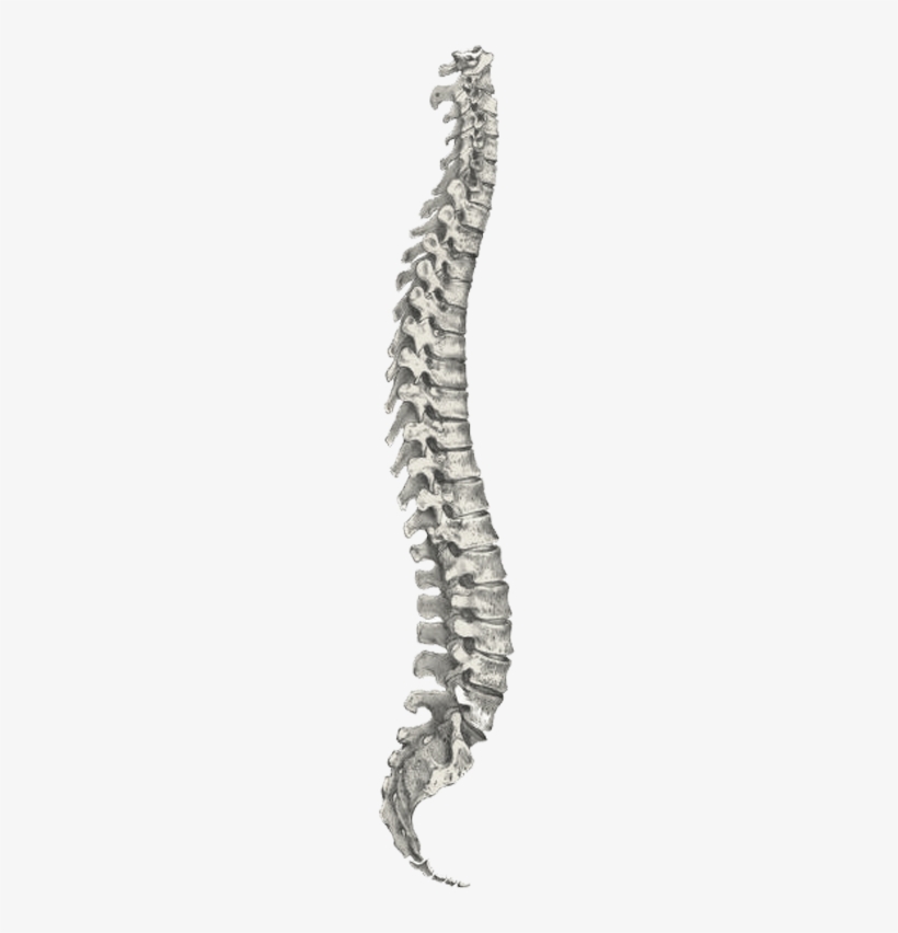 The Spine Is Composed Of 33 Interlocking Bones Called - Skeletal ...