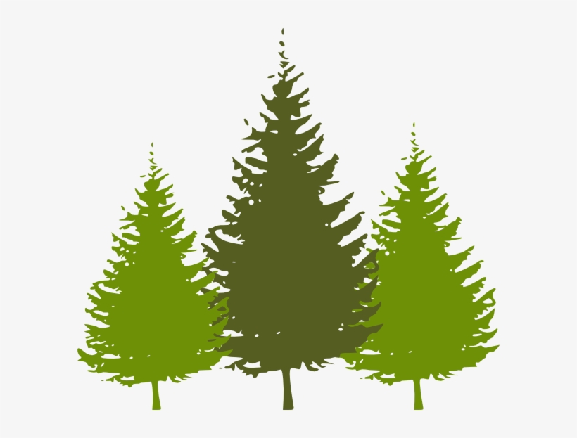 Oregon Clipart Oregon Tree Clipart - Redwood Tree Clipart Transparent ...