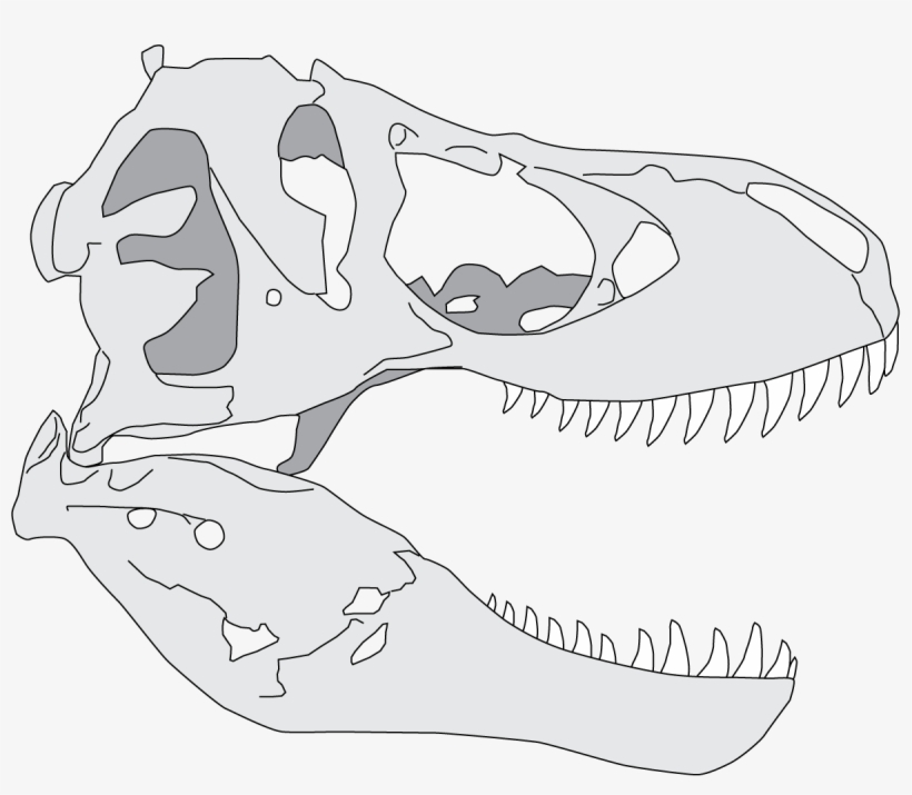 Download T Rex Teeth Drawing - T Rex Skull Simple Drawing - HD ...