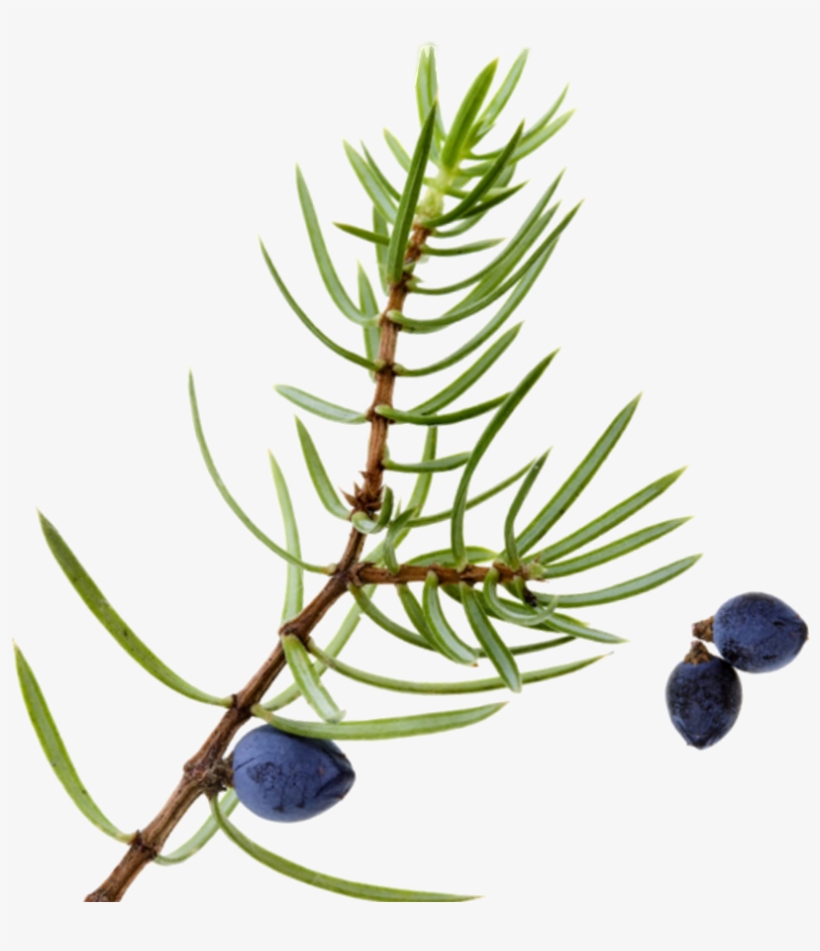 Juniper-berry - Juniper Png Transparent Transparent PNG - 907x870 ...