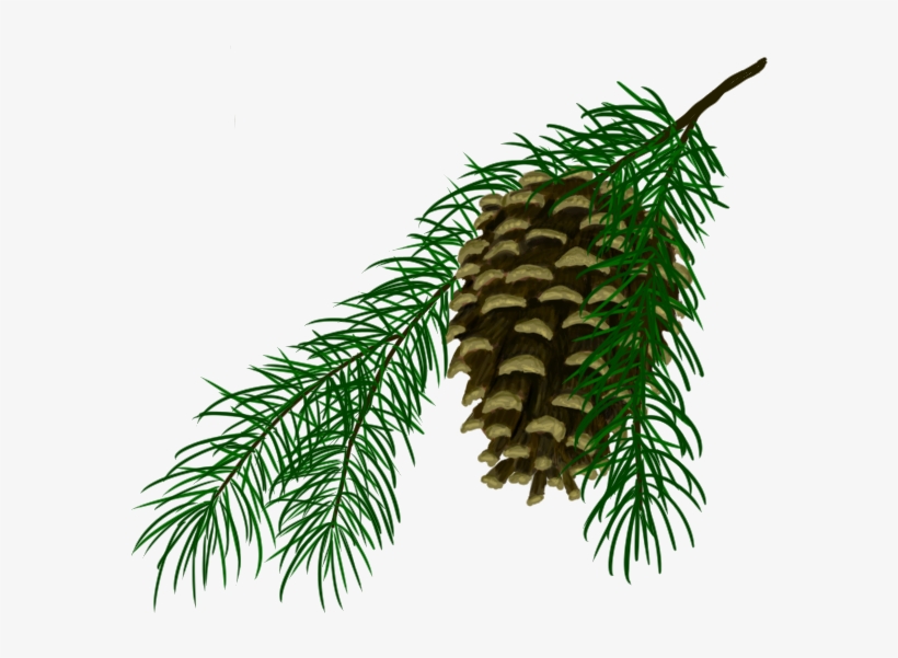 Pine Cone - Pond Pine Transparent PNG - 1280x637 - Free Download on NicePNG