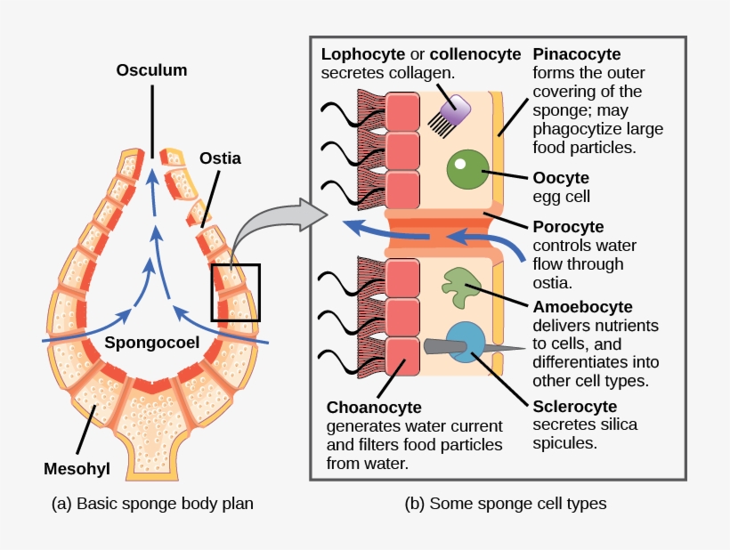 Part A Shows A Cross Section Of A Sponge, Which Is - Ostia Sponge ...