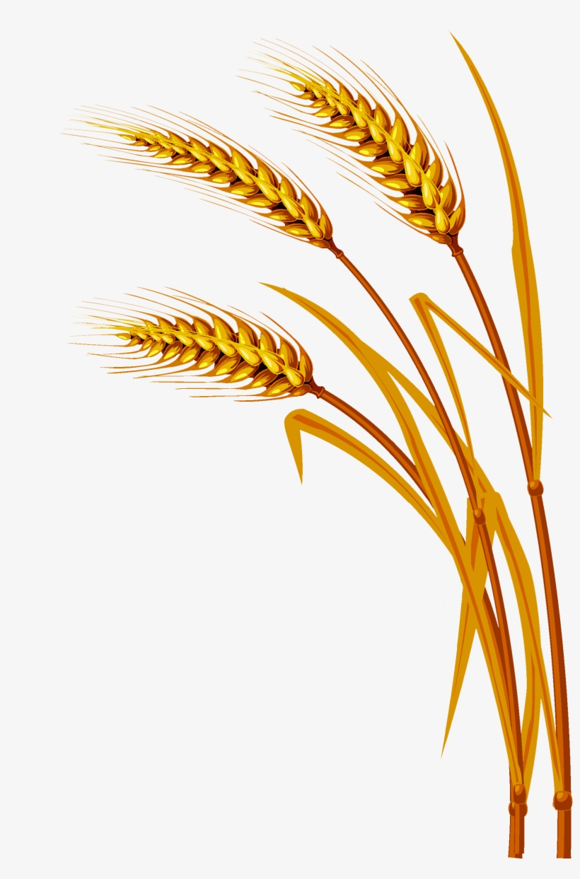 Wheat Vector Png