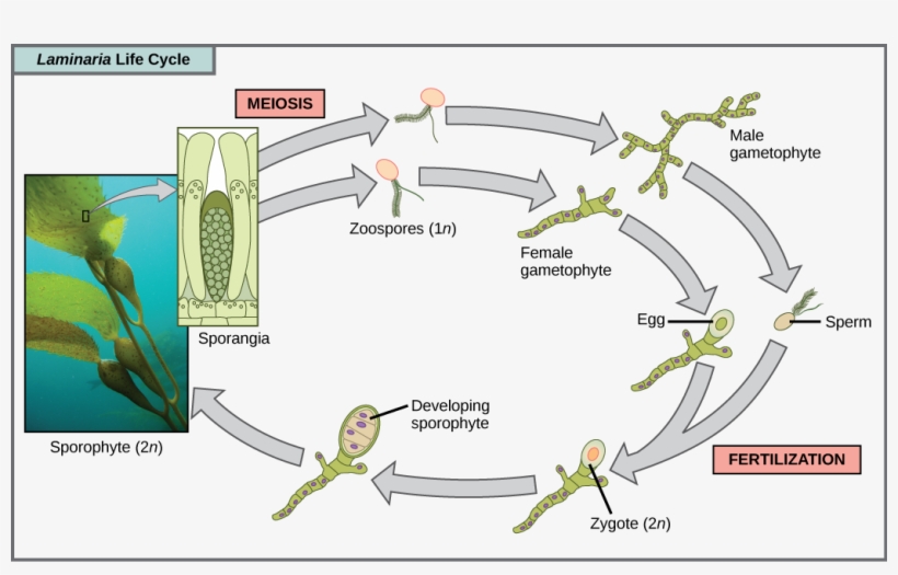 The Life Cycle Of The Brown Algae, Laminaria, Begins - Brown Algae ...