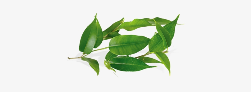 Tea Tree - Tea Tree Leaves Png Transparent PNG - 414x294 - Free ...