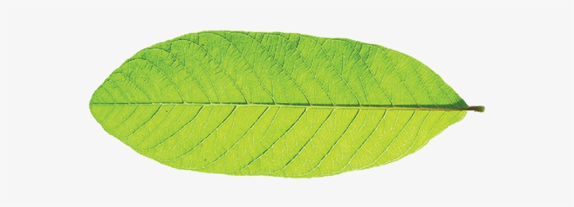 Venation In Mango Leaf Transparent PNG 600x281 Free Download On NicePNG