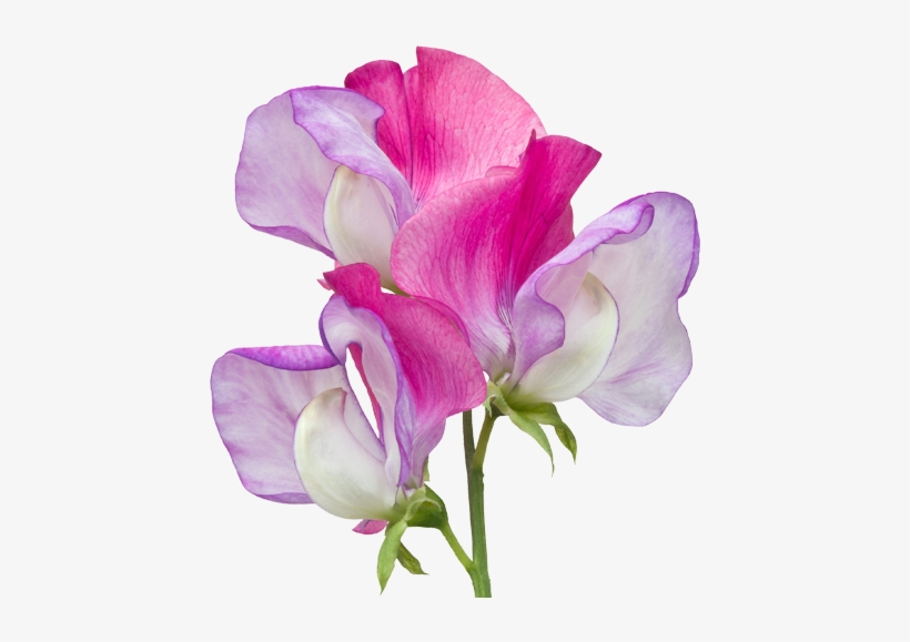 Free Sweet Pea Flower Tattoo Designs | Best Flower Site