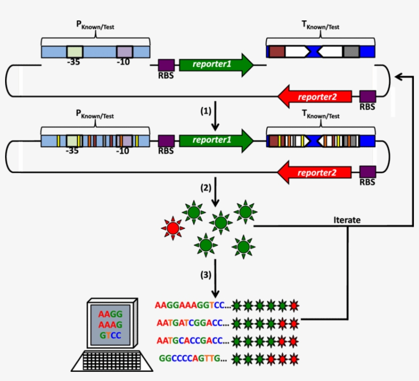A Procedure To Generate Promoter And Terminator Libraries - Promoter ...