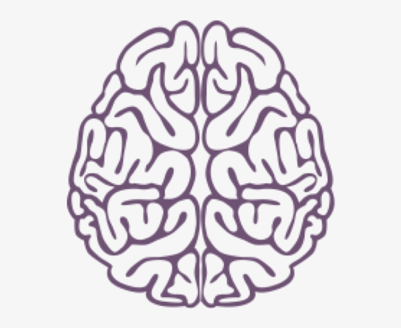 Blood-brain Barrier Permeability - Tbi Symptoms Transparent PNG ...
