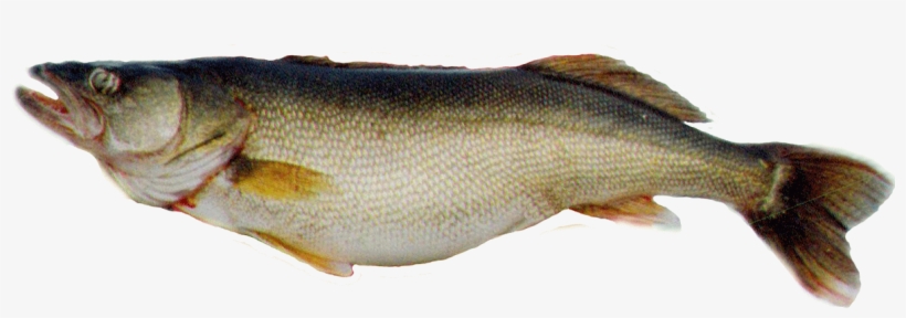 Walleye Walleye Pike, Yellow Walleye, Pickerel, Yellow - Yellow ...