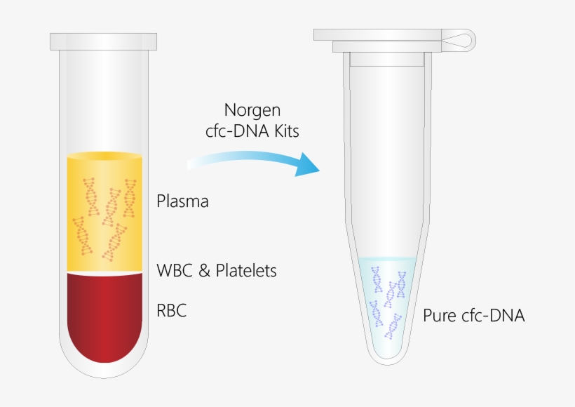 Cf Dna/cf Rna Preservation - Dna Extraction Png Transparent PNG ...