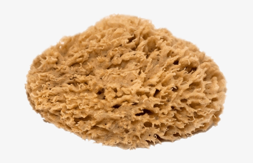 Natural Sea Sponge Transparent PNG - 700x700 - Free Download on NicePNG
